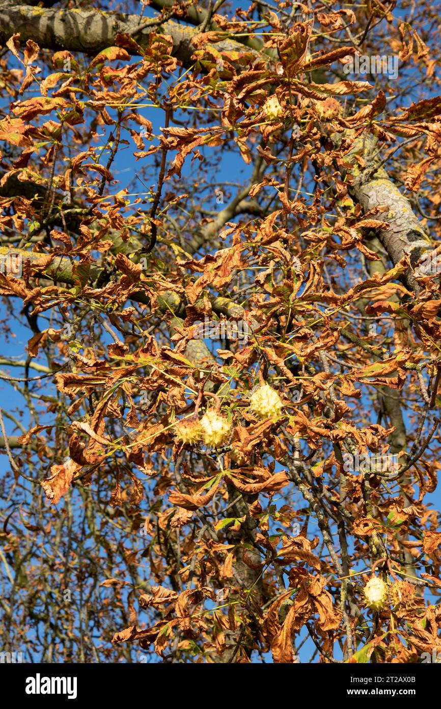 Chestnut tree with drying leaves and spiky chestnuts in sunny day ...