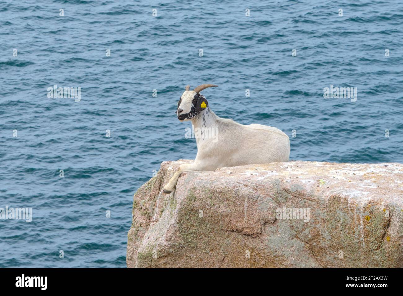 a funny brown goat laying on a rock in front of the ocean Stock Photo ...