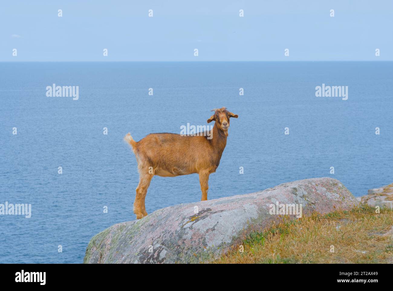 a funny brown goat laying on a rock in front of the ocean Stock Photo ...