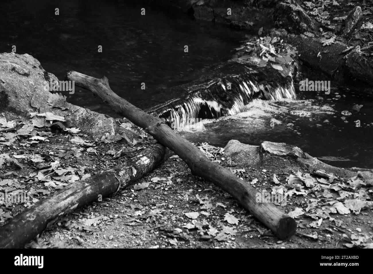 Forest creek in autumn. Fallen leaves and tree logs. Vincennes forest ...