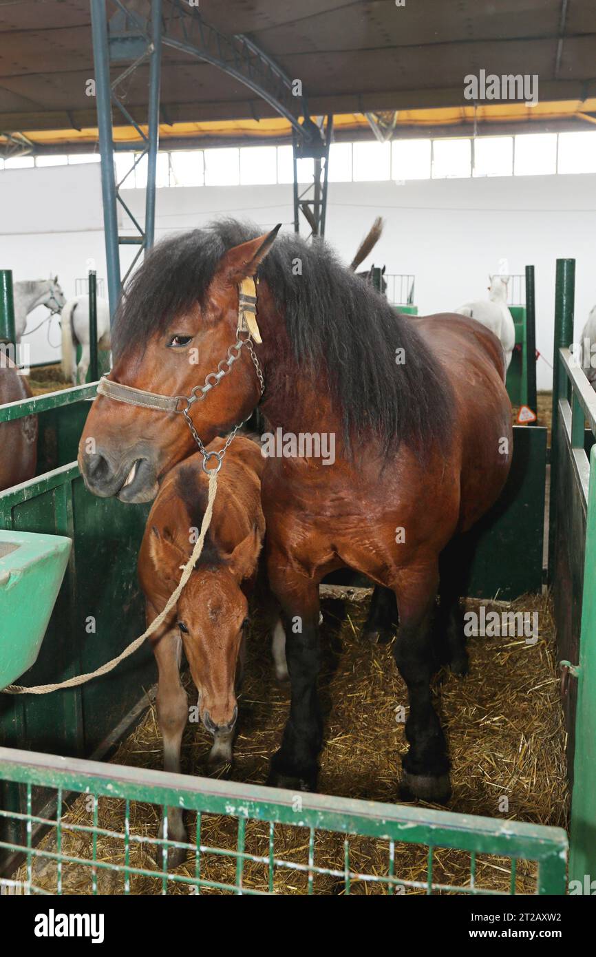 Newborn Foal Horse With Dam Mother in Stable Stock Photo - Alamy