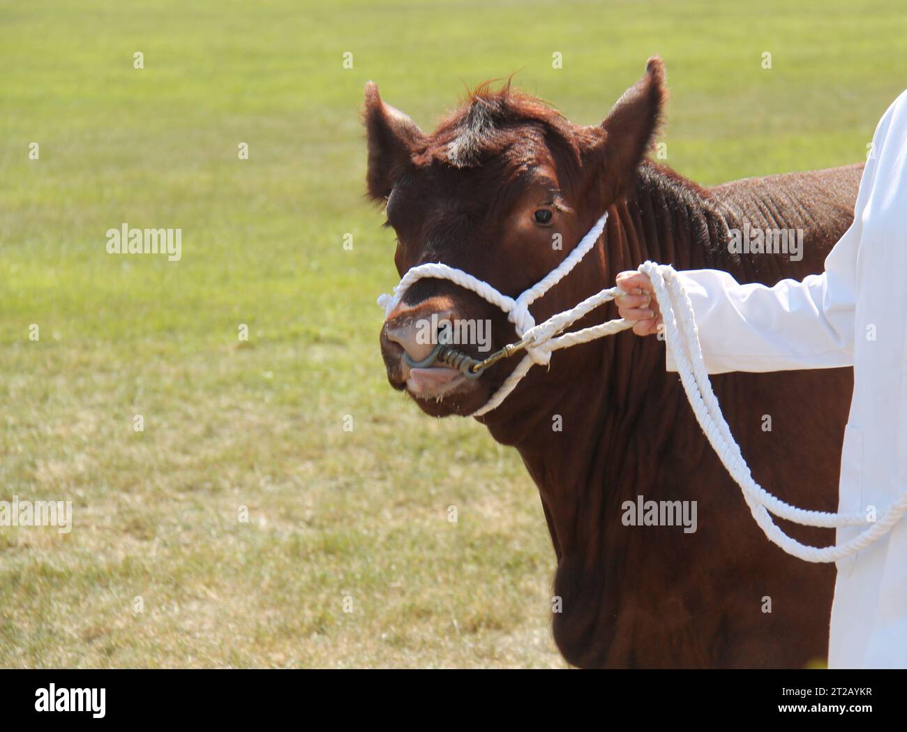 The Head of a Champion Lincoln Red Bull Animal Stock Photo - Alamy
