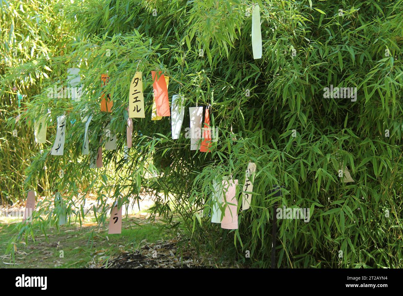 Messages on a tree hi-res stock photography and images - Alamy