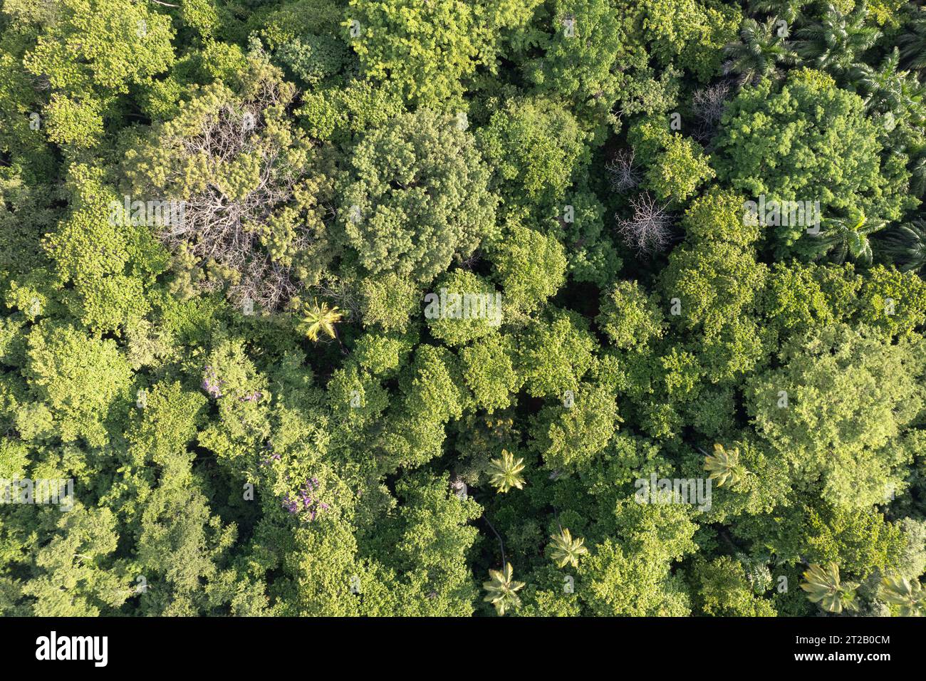 Aerial view dense green hi-res stock photography and images - Alamy