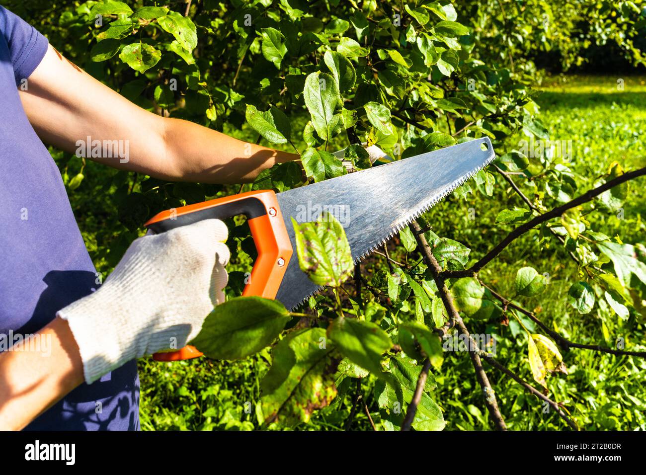 a man cuts down a branch on a tree with a saw. man cutting down a tree ...
