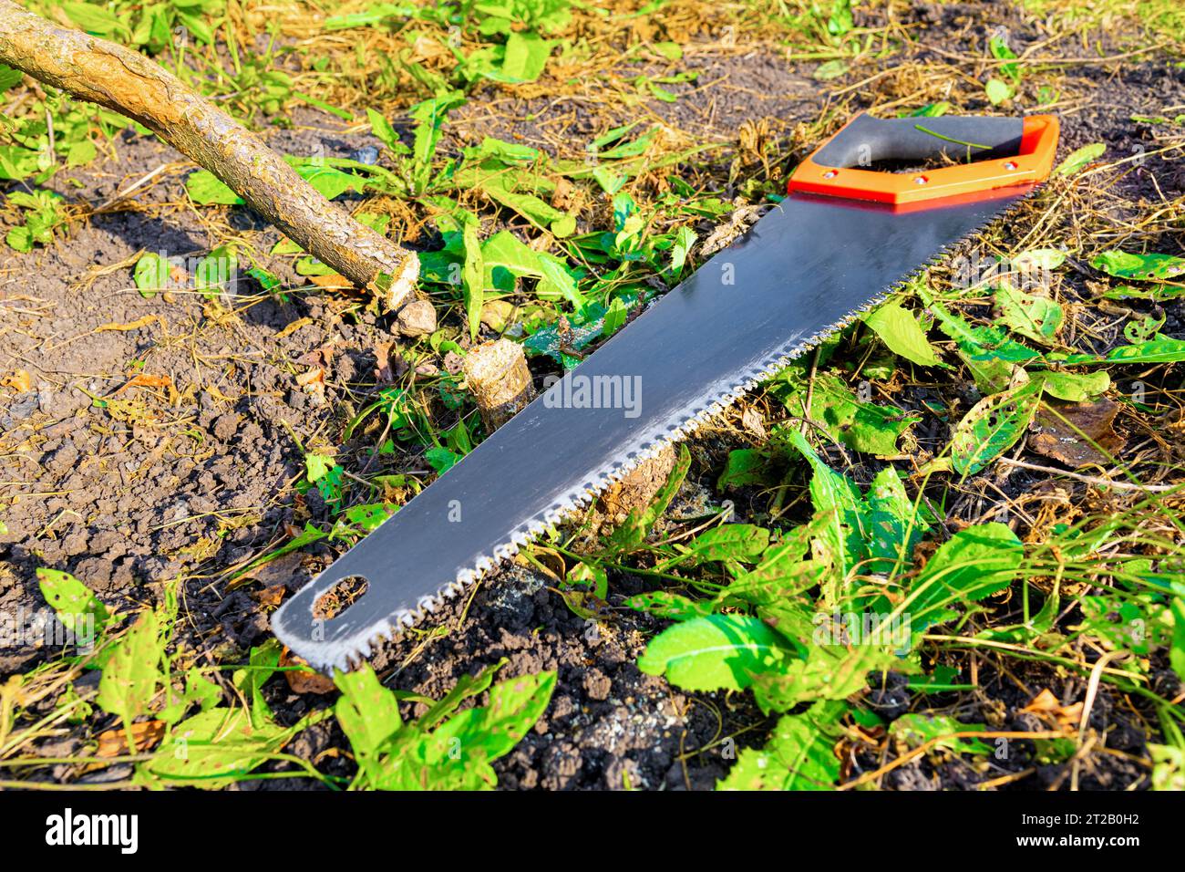 Cutting down trees near village hi-res stock photography and images - Alamy