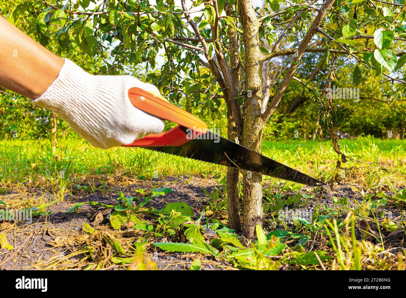 Cutting down a tree hi-res stock photography and images - Alamy