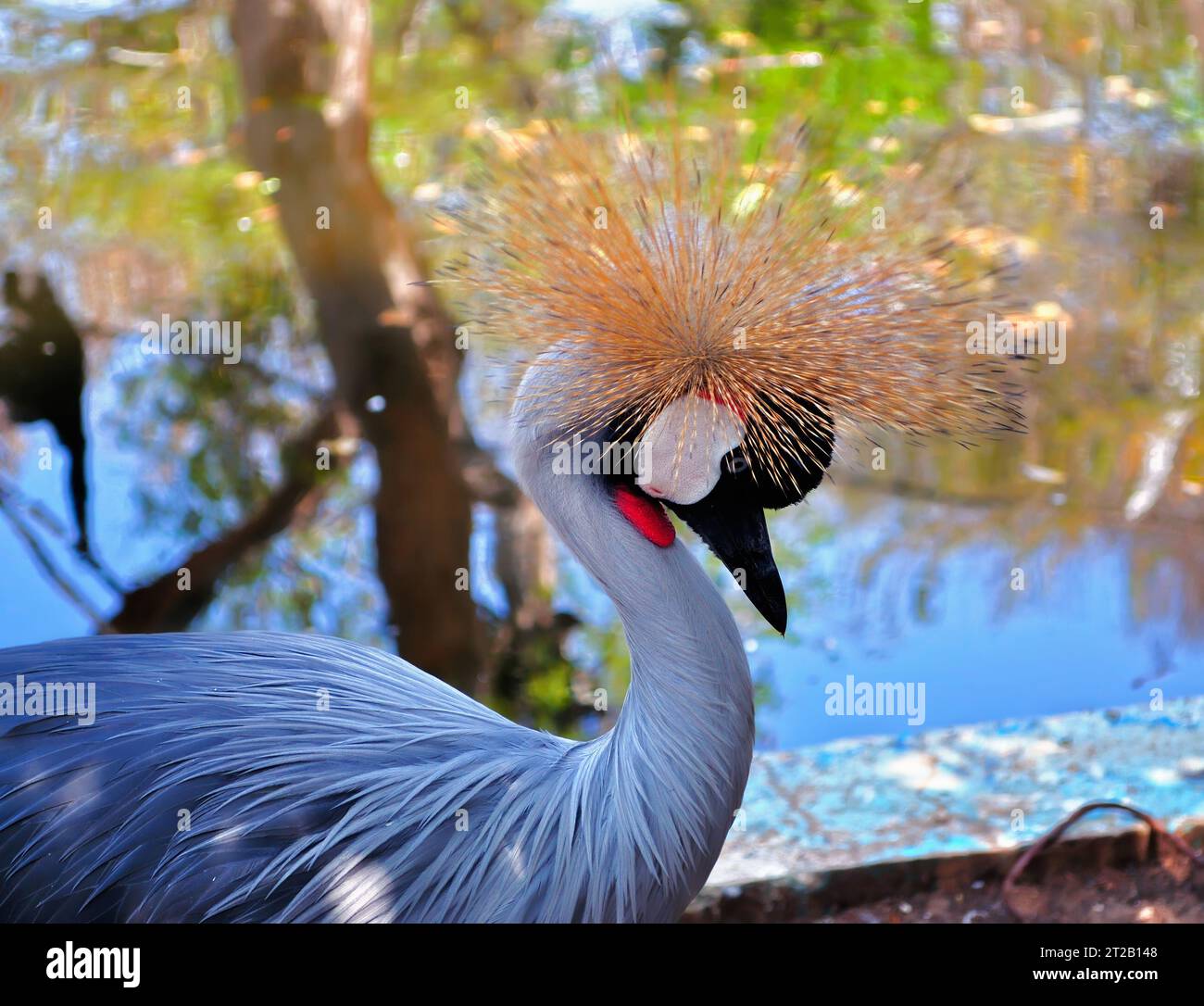 Beautiful Grey Crowned Crane in the Wilderness Stock Photo - Alamy