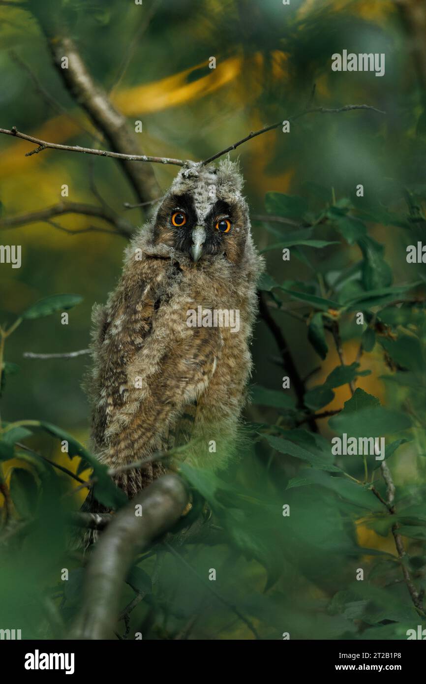 the owlet looks suspiciously into the frame against the background of ...