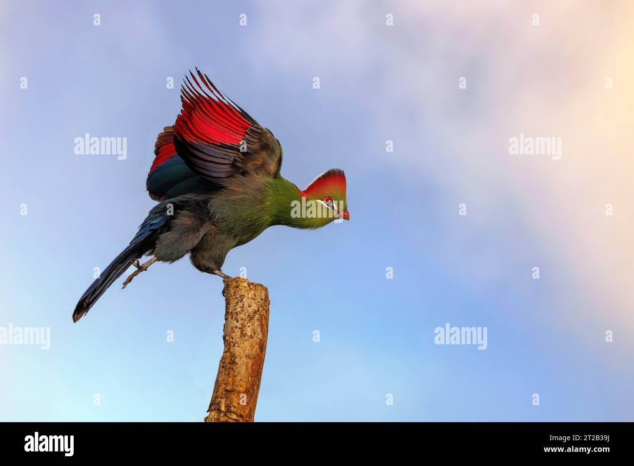Fischers Turaco, Tauraco fischeri, prepares to take off from a dead ...