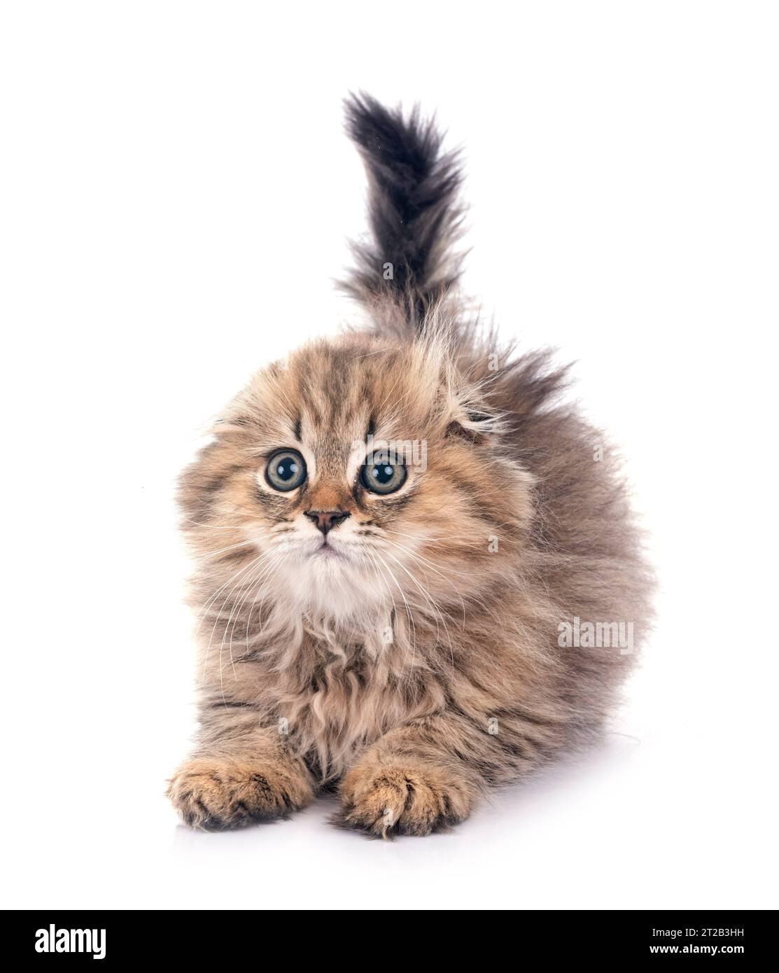 highland fold kitten in front of white background Stock Photo - Alamy