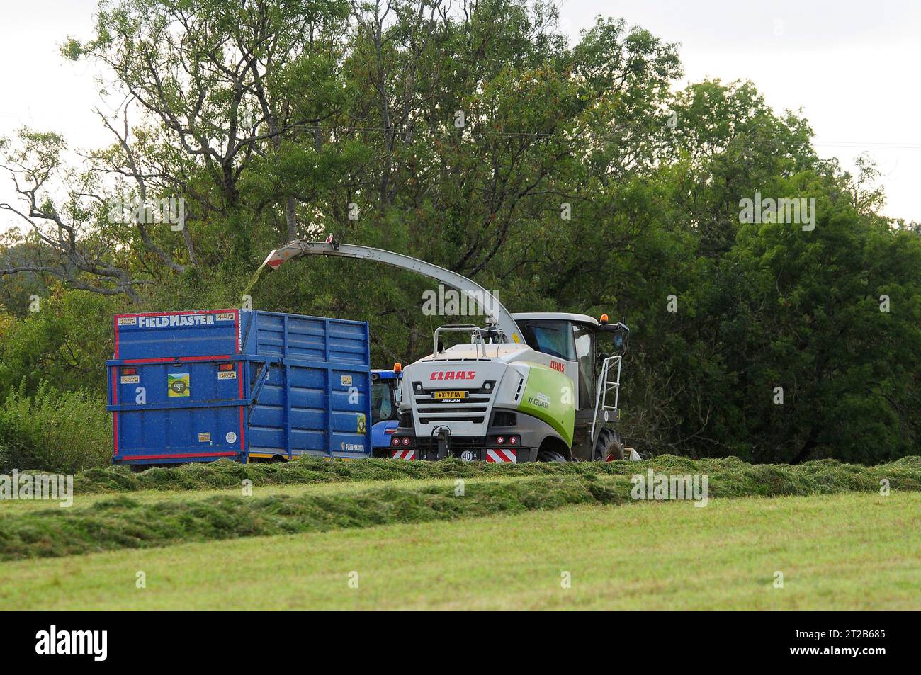 Forage harvester collecting silage on a Dorset hillside Stock Photo - Alamy