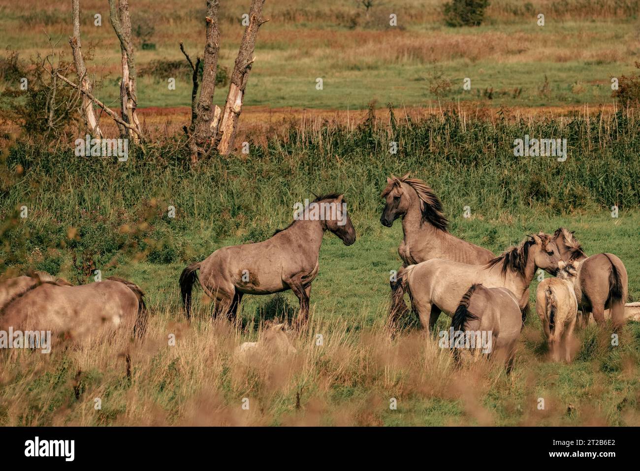 Free-ranging Koniks in the Geltinger Birk nature reserve on the Baltic ...