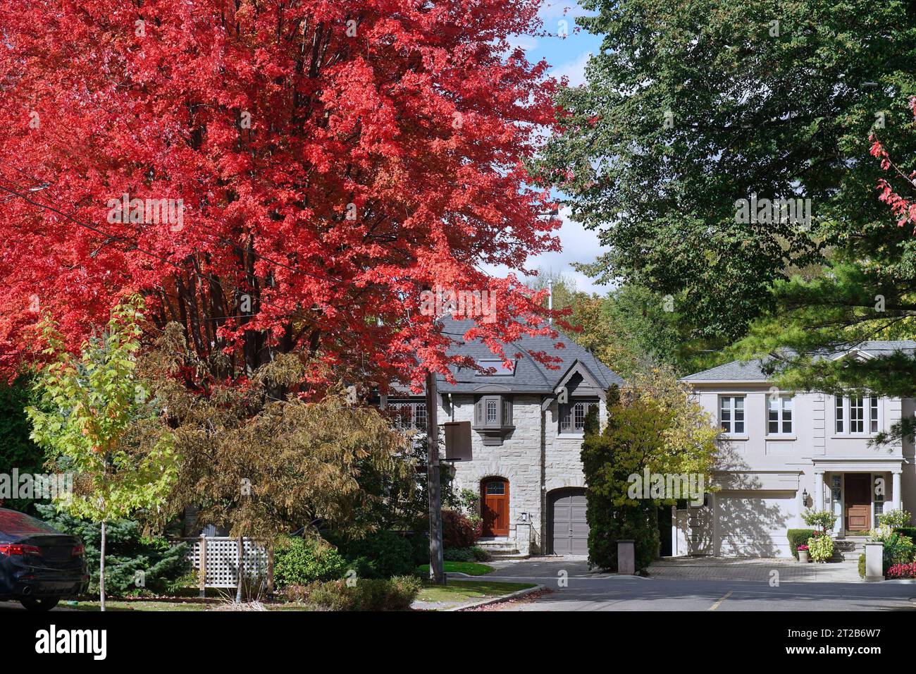 Residential street with maple tree in bright red fall color Stock Photo ...