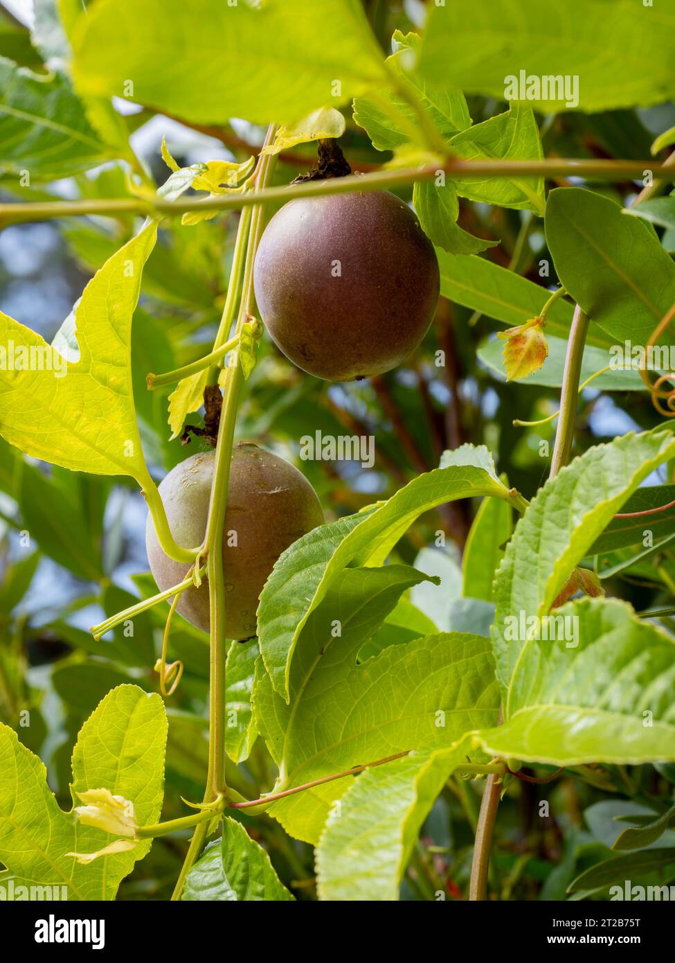Detail Of Purple Passion Fruits Passiflora Edulis Hanging From A Passionfruit Vine With