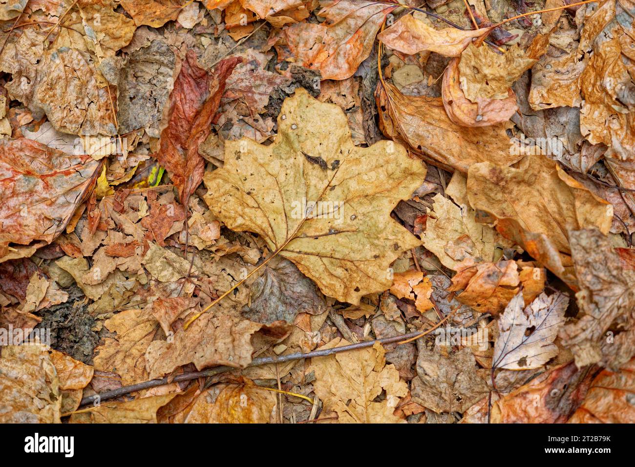 Layers of colorful crushed leaves fallen from the trees on the forest ...