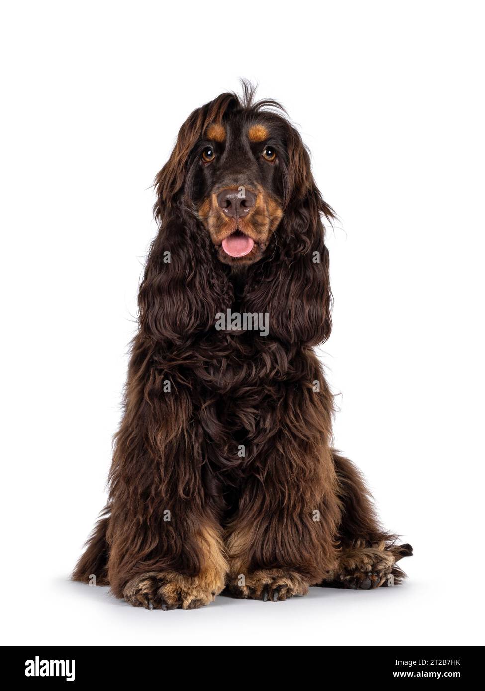 Young adult choc and tan Cocker Spaniel dog, sitting up facing front ...