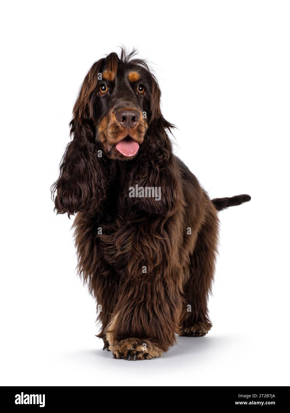 Close up purebred walking Cut Out Stock Images & Pictures - Alamy