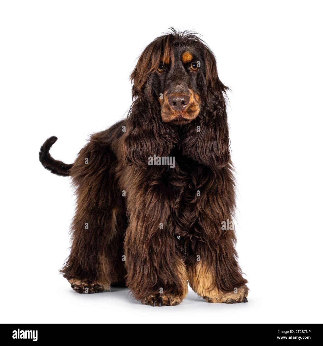 Young adult choc and tan Cocker Spaniel dog, standing facing front ...