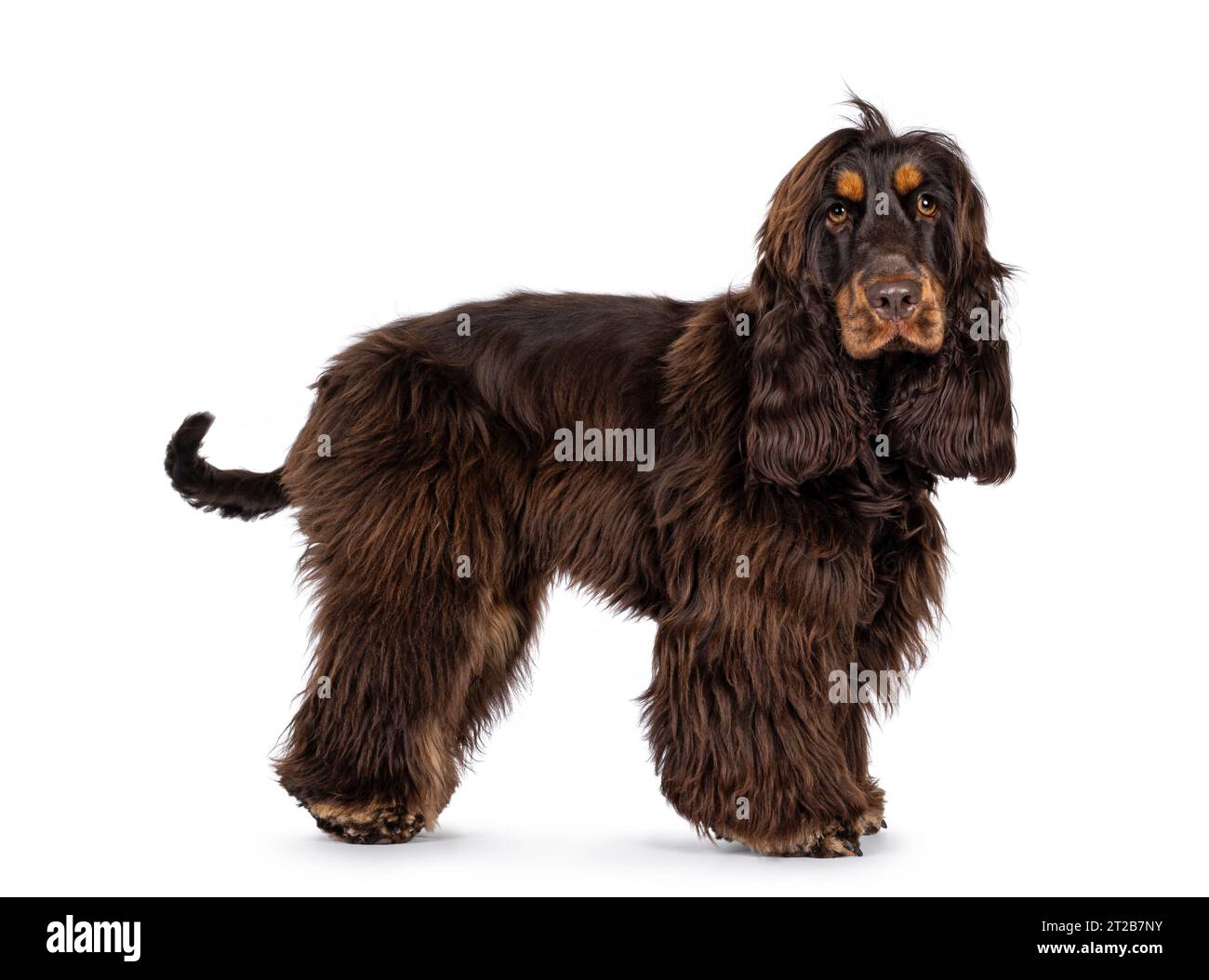 Young adult choc and tan Cocker Spaniel dog, standing side ways ...