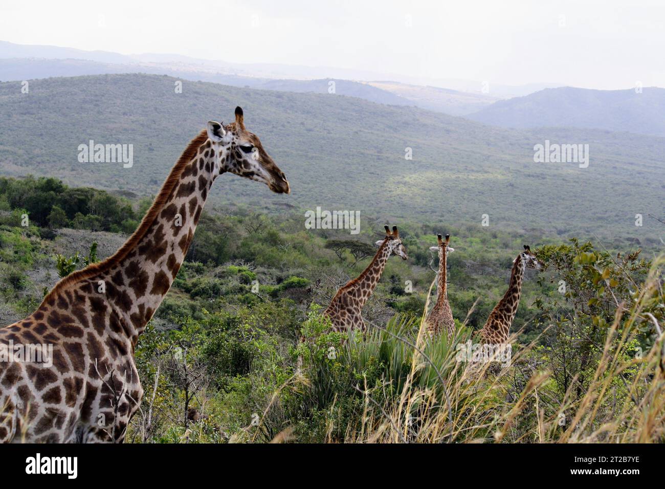 Giraffe from the side with a group of giraffes in the back a Addo ...