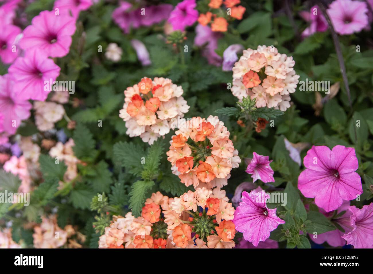 Callibrachoa hybrid hi-res stock photography and images - Alamy
