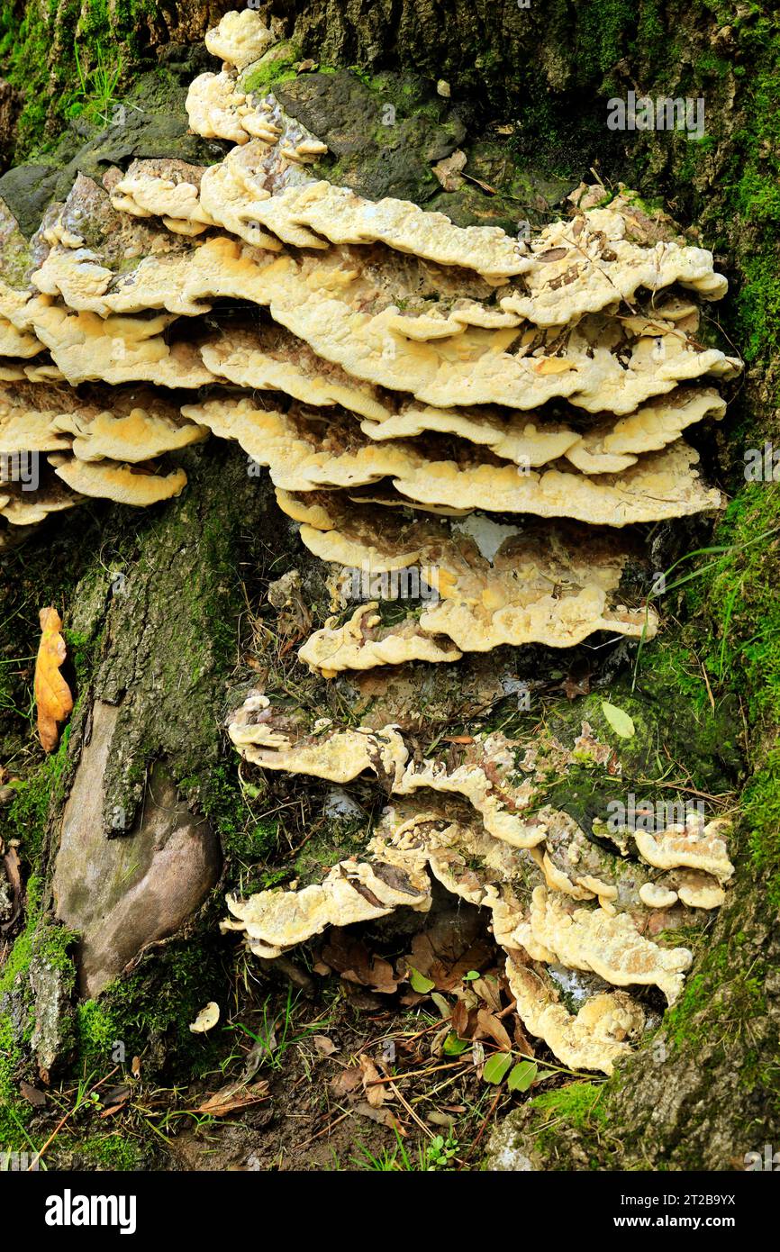 Bracket fungus growing on tree stump, Cardiff, Wales Stock Photo - Alamy
