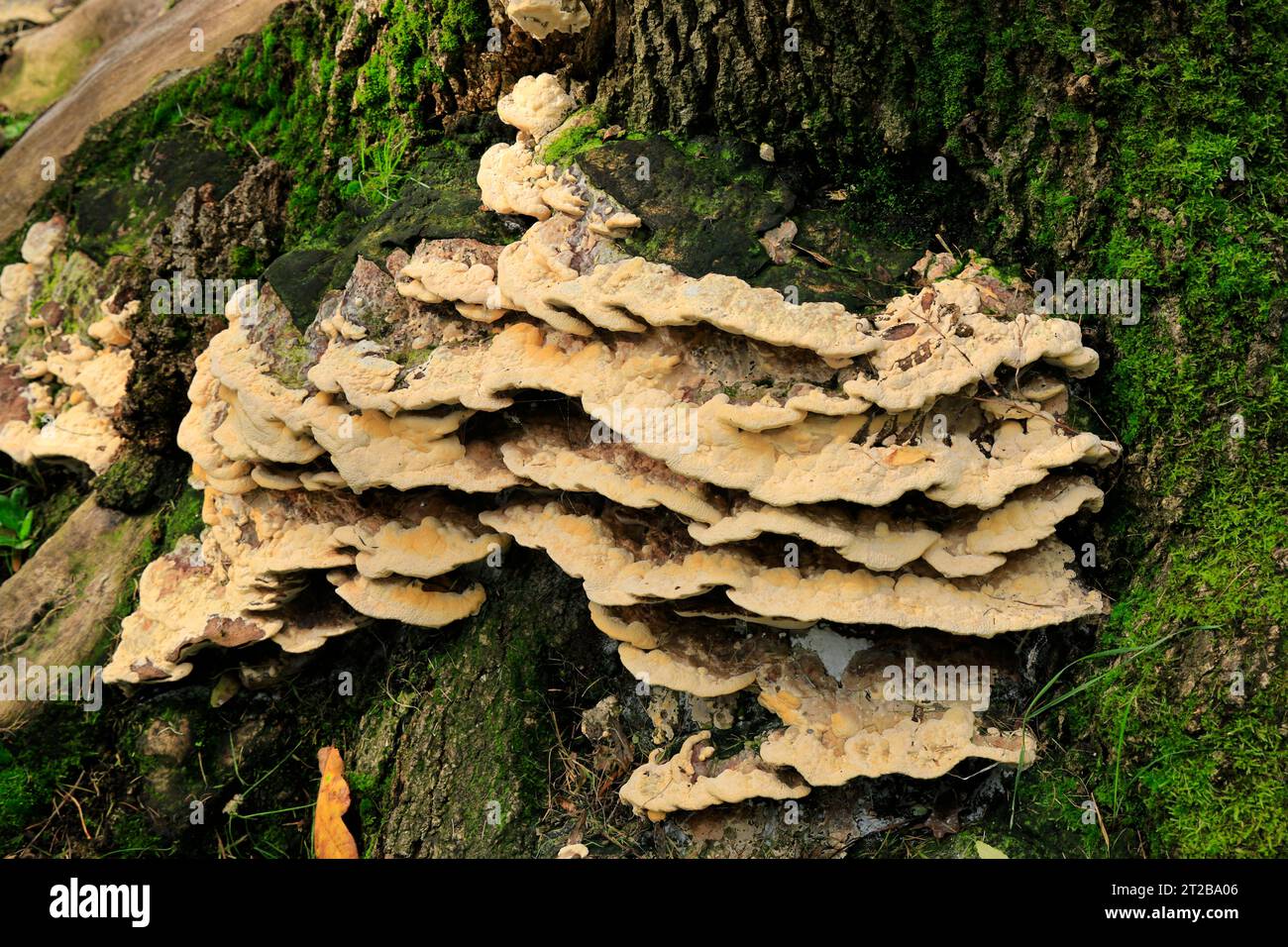 Bracket fungus growing on tree stump, Cardiff, Wales Stock Photo - Alamy