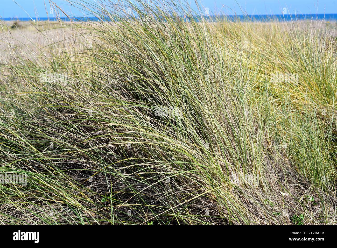 European beachgrass or marram grass (Ammophila arenaria) is aperennial ...