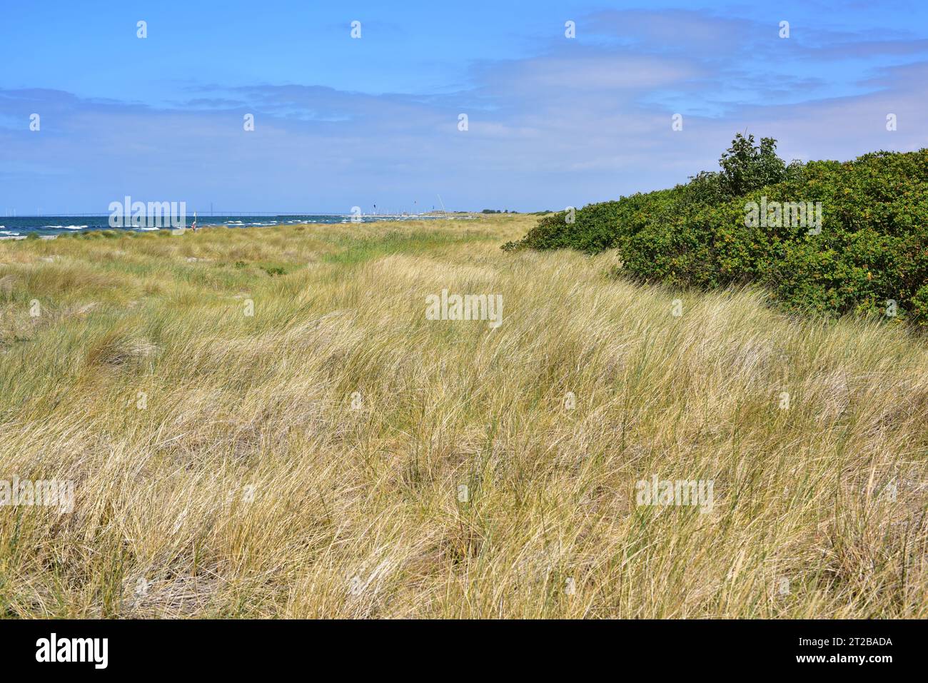 European beachgrass or marram grass (Ammophila arenaria) is aperennial ...