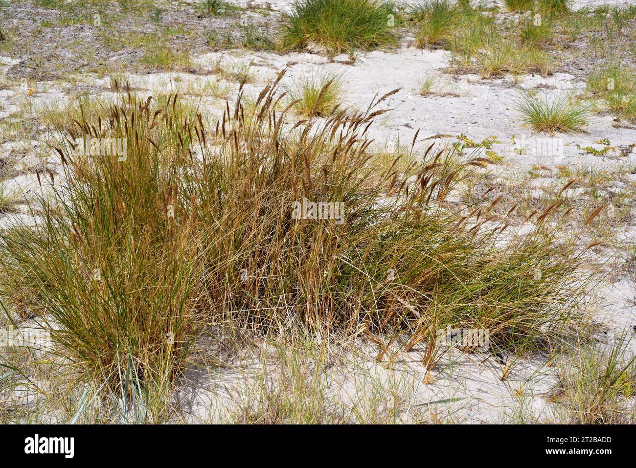 Aperennial herb hi-res stock photography and images - Alamy