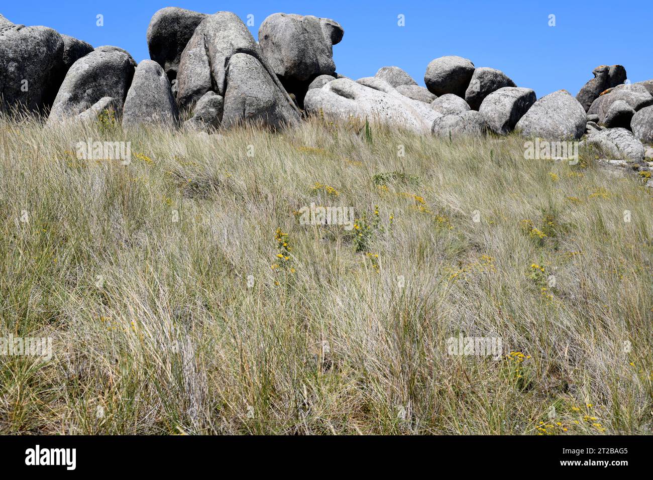 European beachgrass or marram grass (Ammophila arenaria) is aperennial ...
