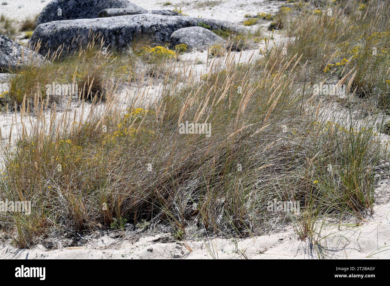 European beachgrass or marram grass (Ammophila arenaria) is aperennial ...