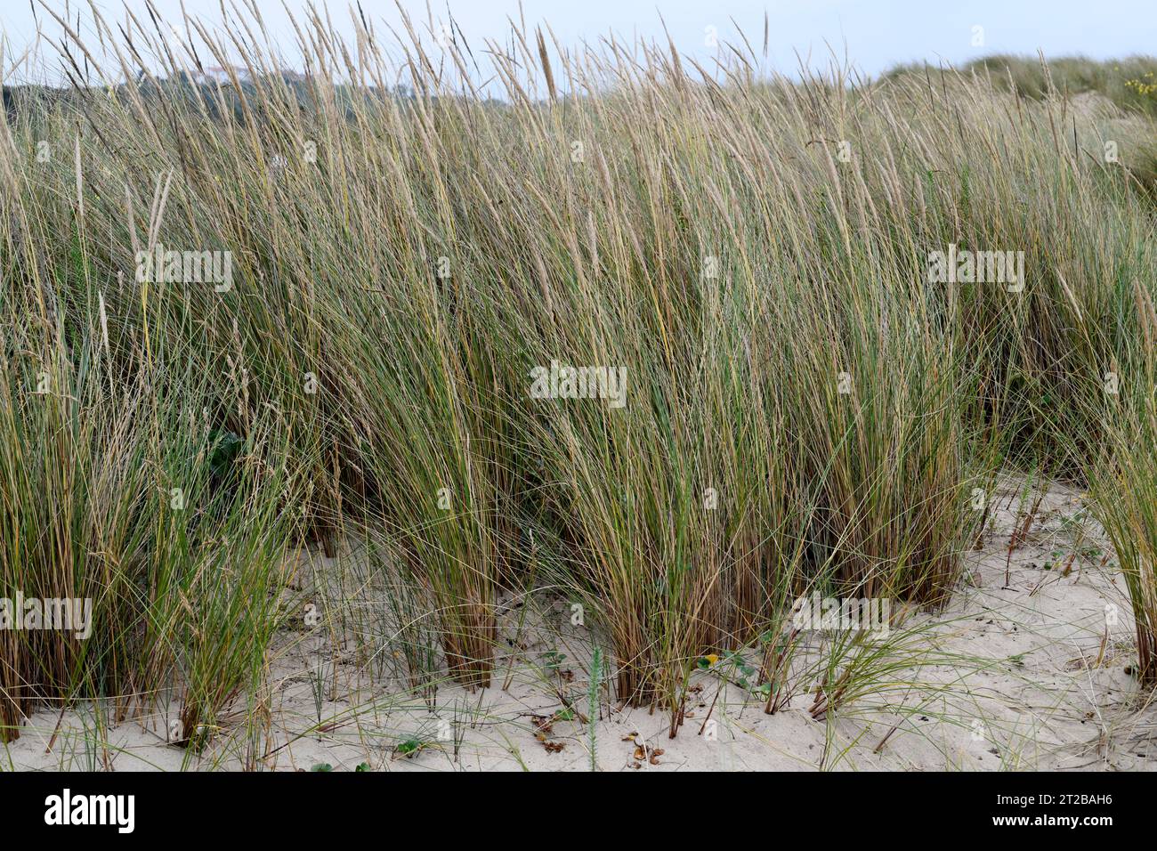 European beachgrass or marram grass (Ammophila arenaria) is aperennial ...