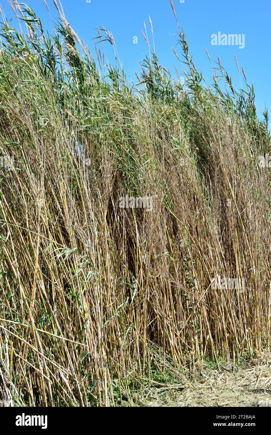 Giant cane (Arundo donax) is a perennial plant native to Asia and ...