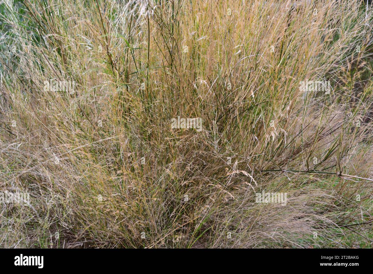 Bamboo grass hi-res stock photography and images - Alamy