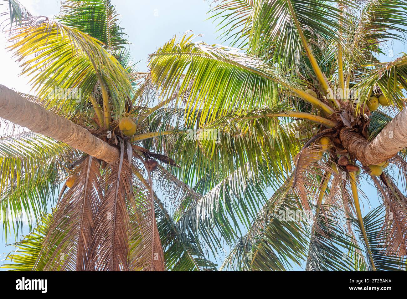 Two palm trees with fluffy tops against the sky, view from below ...