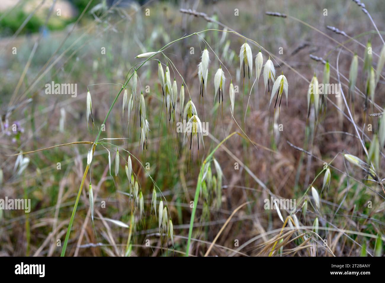Common wild oat (Avena fatua) is an annual herb native to Eurasia ...
