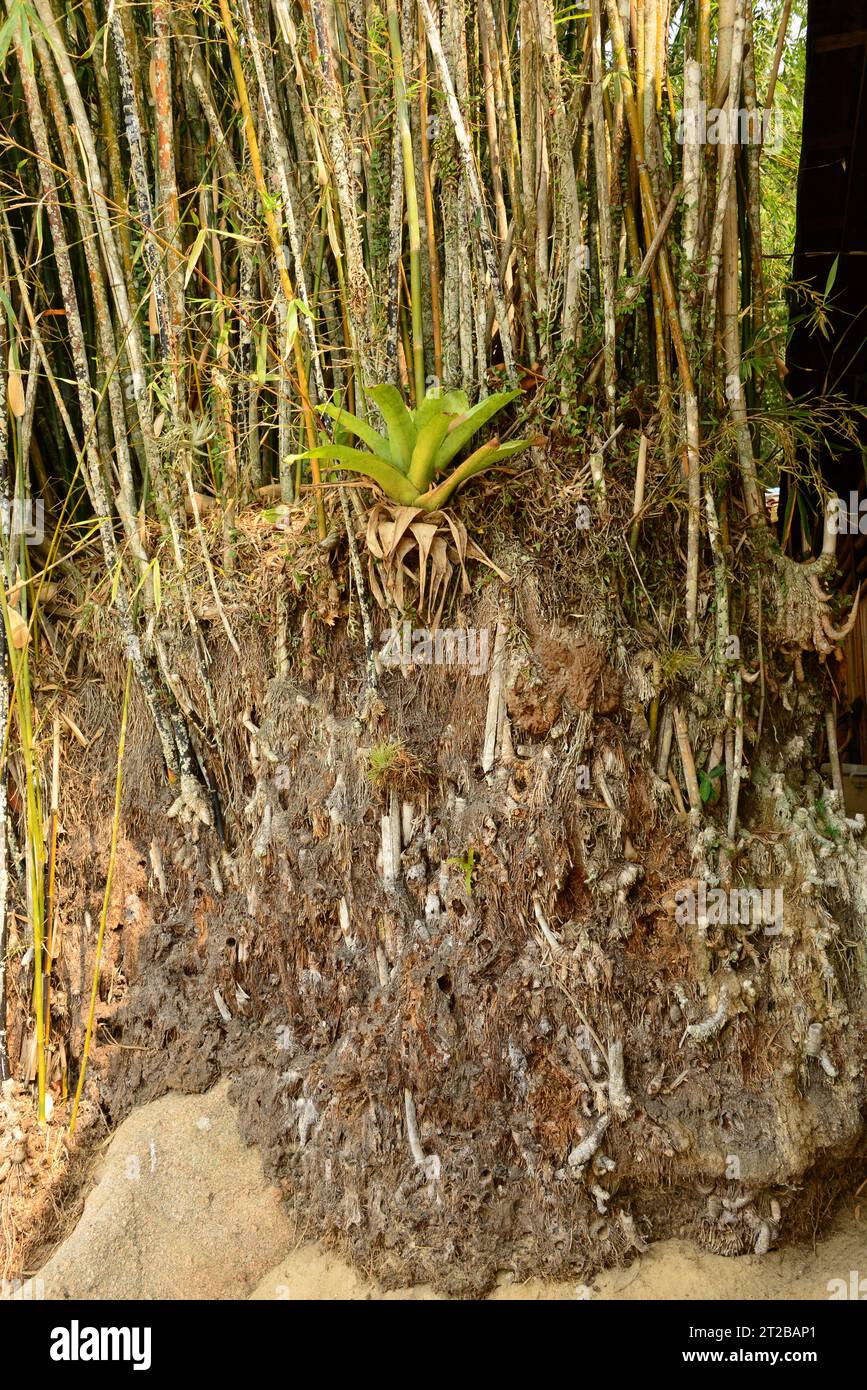 Common bamboo (Bambusa vulgaris) is a hardy perennial plant native to ...