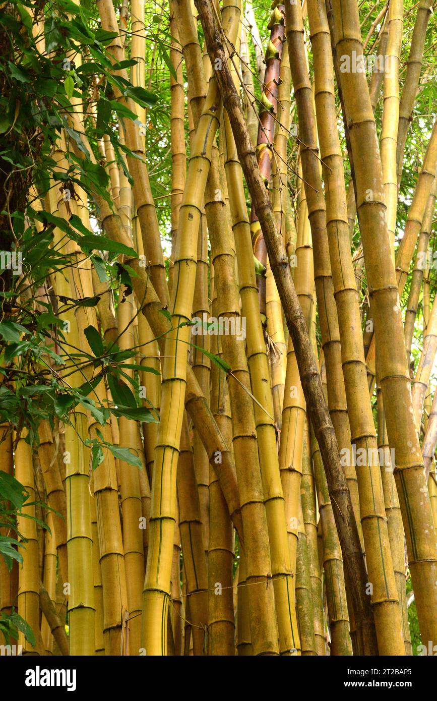 Common bamboo (Bambusa vulgaris) is a hardy perennial plant native to ...