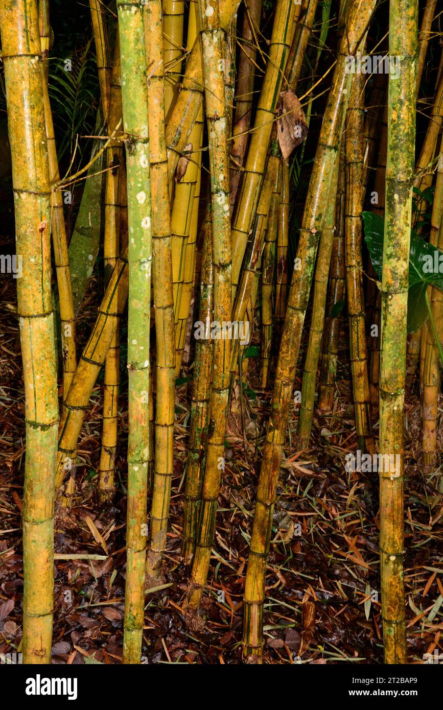 Common bamboo (Bambusa vulgaris) is a hardy perennial plant native to ...