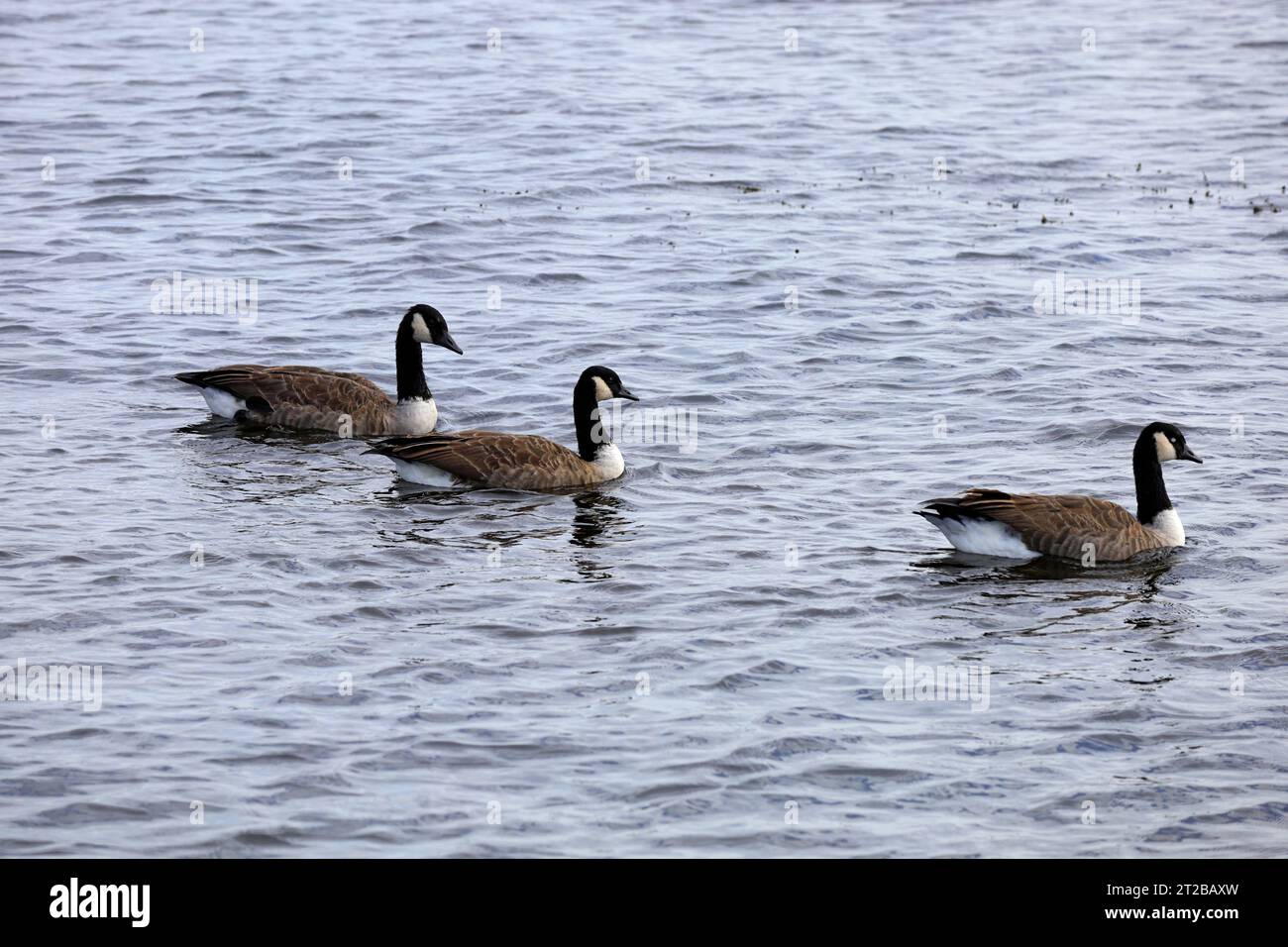 Canada Geese Branta Canadensis, Cardiff Bay Wetlands Nature Reserve ...
