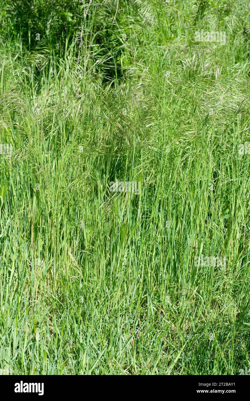 Bromus ramosus hi-res stock photography and images - Alamy