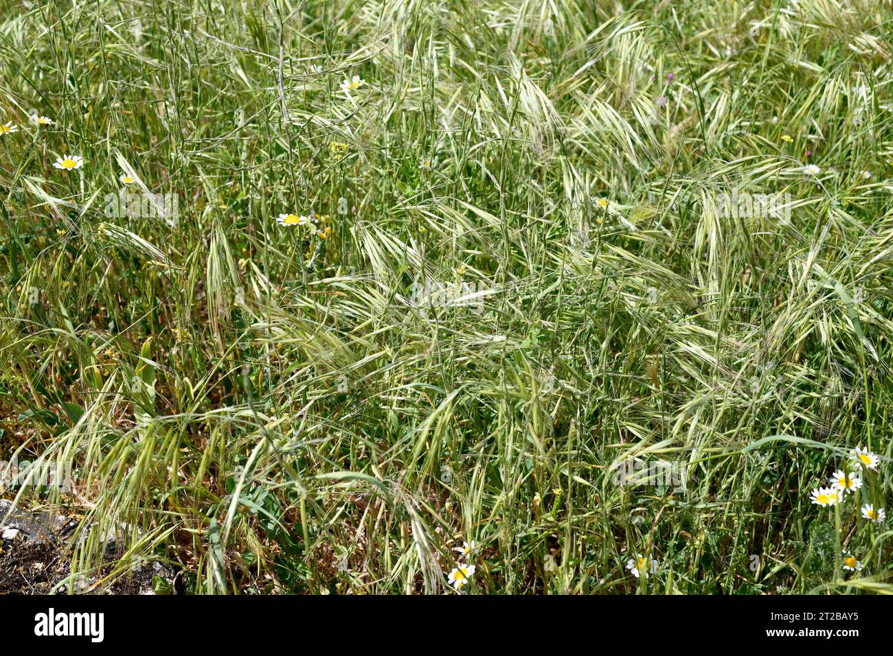 Cheat grass or downy brome (Bromus tectorum) is an annual herb native ...