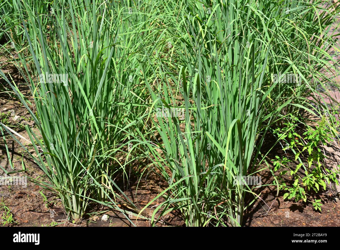 Lemon grass (Cymbopogon citratus) is a perennial medicinal herb. Its ...