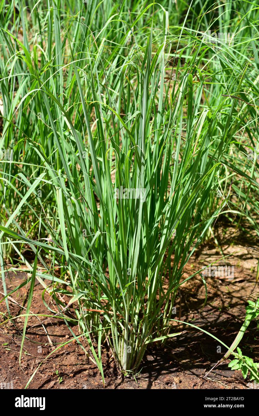 Lemon grass (Cymbopogon citratus) is a perennial medicinal herb. Its ...