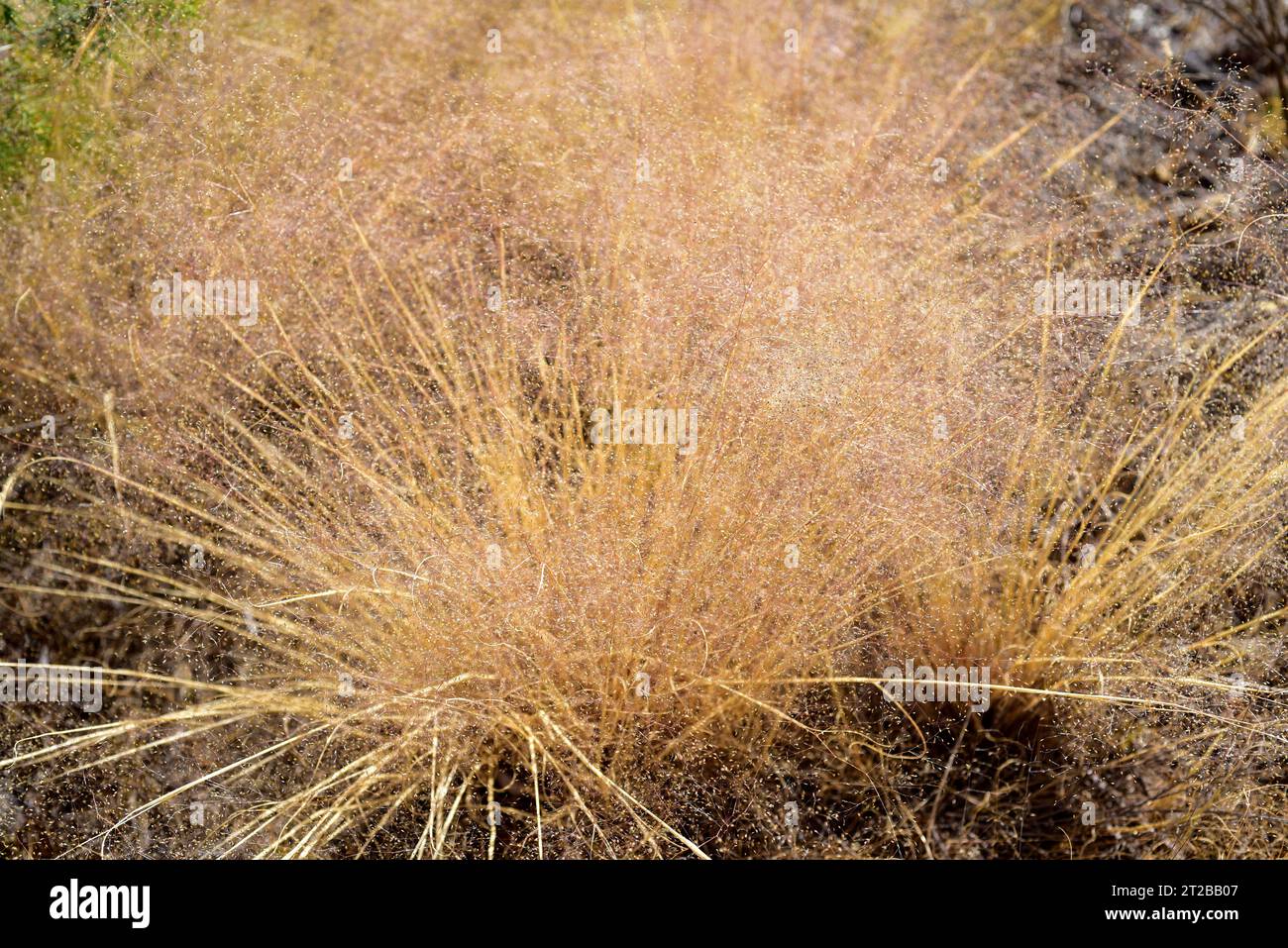 Wavy hair-grass (Deschampsia flexuosa or Avenella flexuosa) is a ...