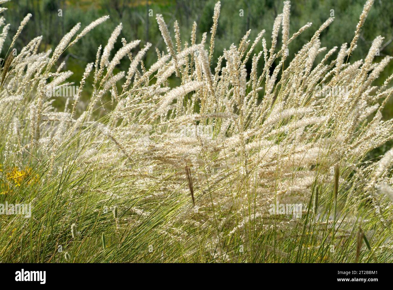 Hairy melic (Melica ciliata) is a perennial herb native of southern and ...