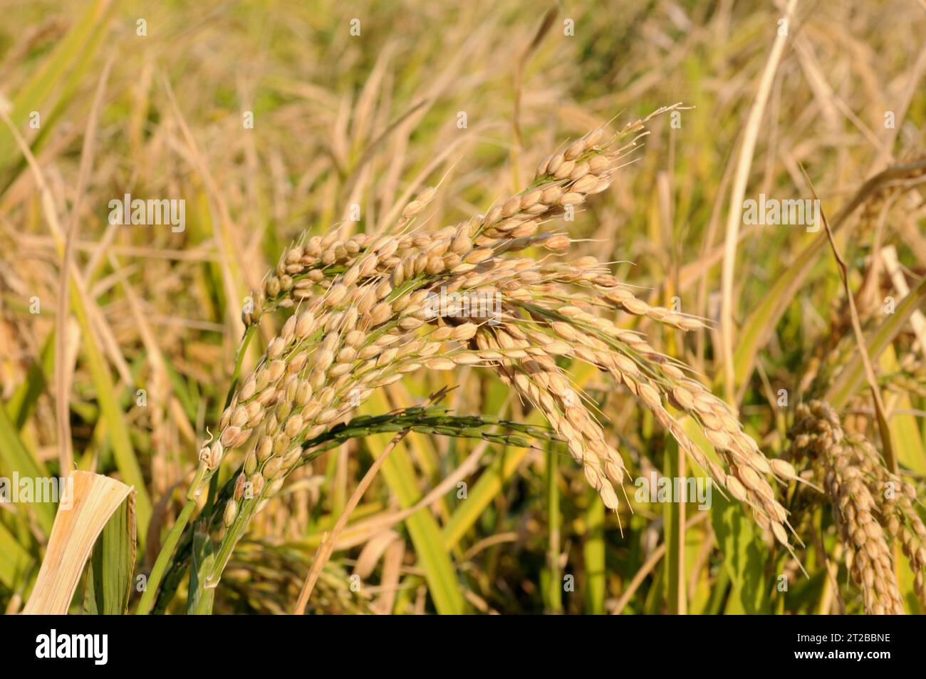 Cultivated in temperate regions as an annual hi-res stock photography ...