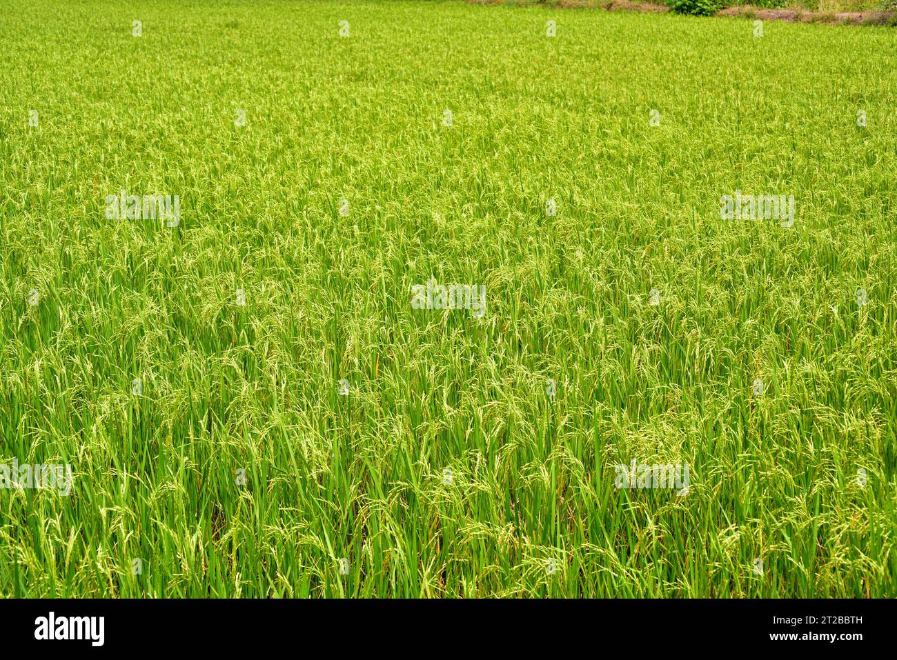 Temperate herb hi-res stock photography and images - Alamy
